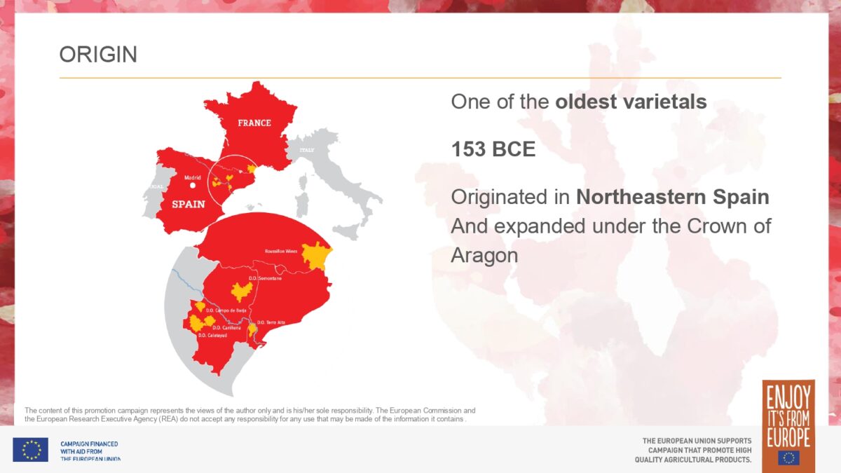 Origin and evolution of Garnacha/Grenache: a wine grape with European ...